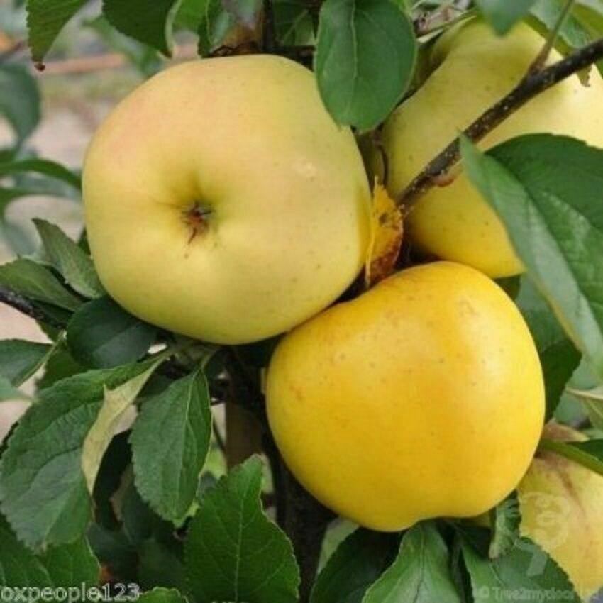 Apple Tree Seeds -Pink Lady Fuji Gala Envy/Honey Crisp Gold/Red Deli ...