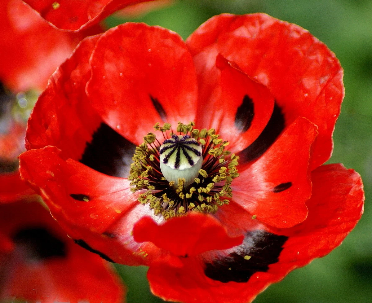 Red Corn Poppy Seeds