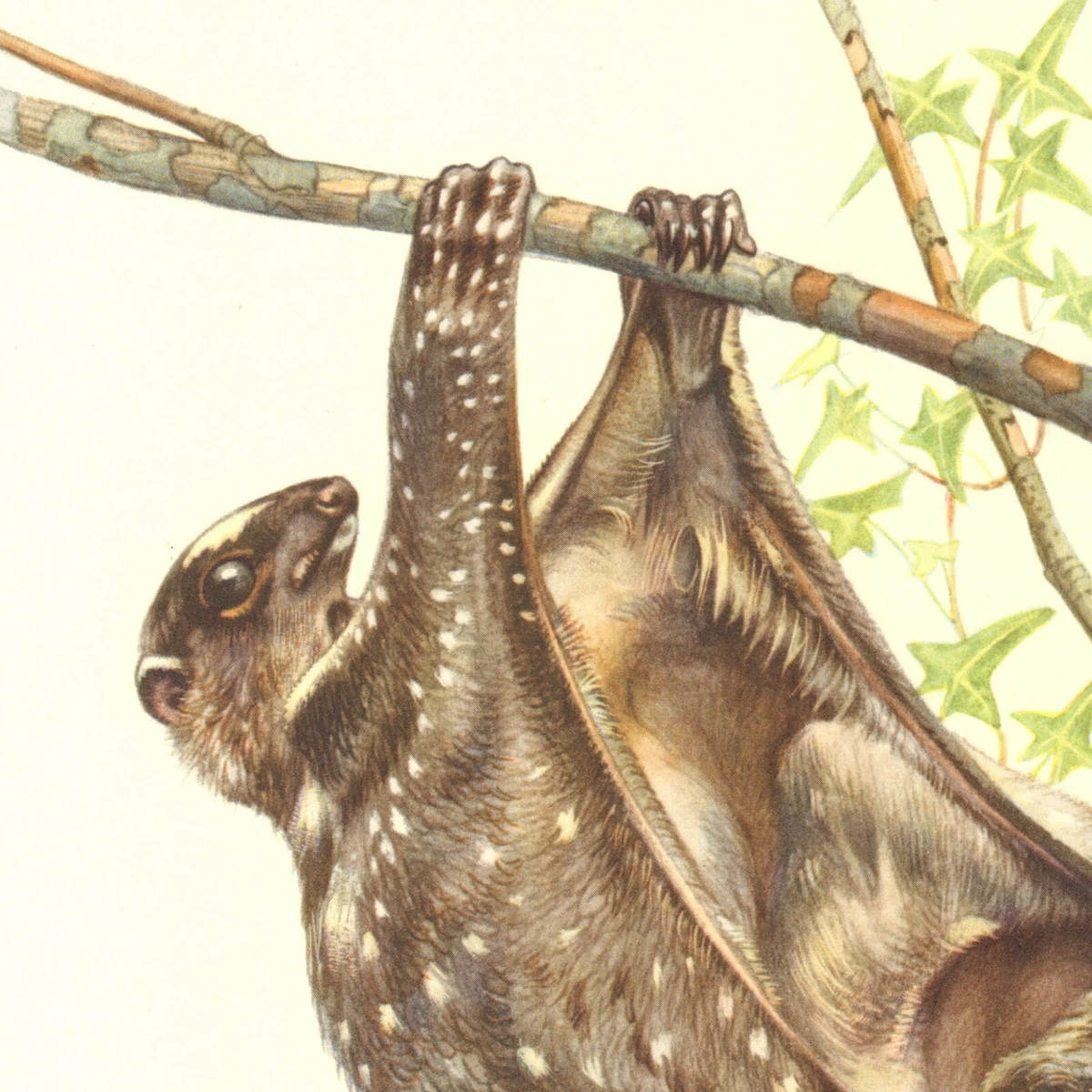 Colugo Flying