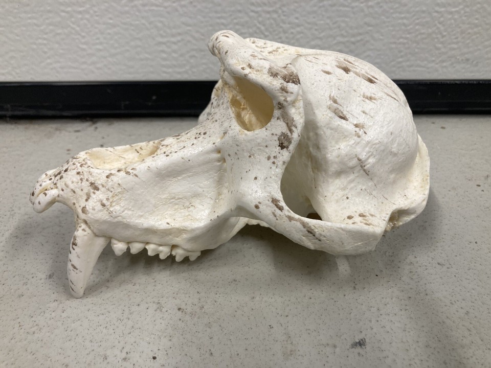 Replica Gelada Baboon Skull upper part | eBay