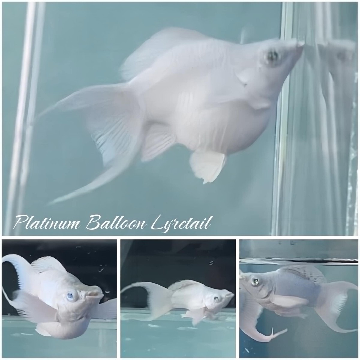 Balloon Molly Fish Pregnant