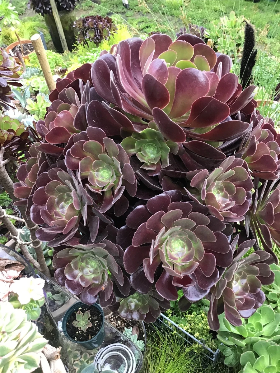 Purple Rose Succulents