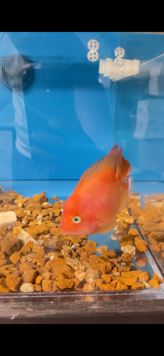Red Mammon Cichlid Parrot Fish with Big Hump 5in - Super Rare Fish | eBay