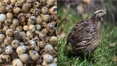 25+ Coturnix Quail Hatching Eggs! Variety of colors! Rare Colors - NPIP ...