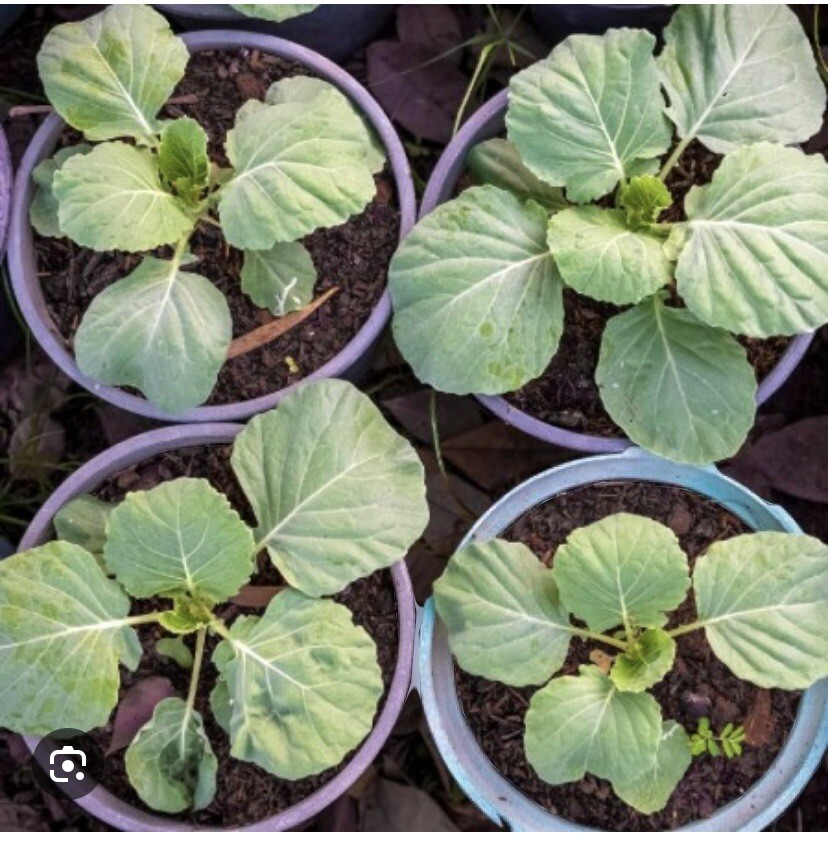 400+ GEORGIA COLLARD SEEDS (Brassica oleracea ) - Heirloom Vegetable ...
