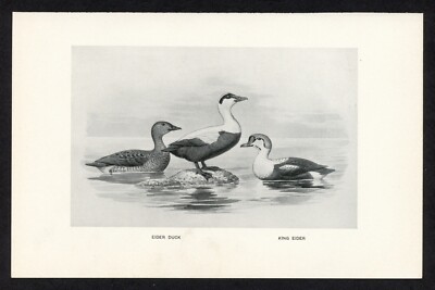 Eider Ducks, American game birds illustration, 1898 hunting print | eBay