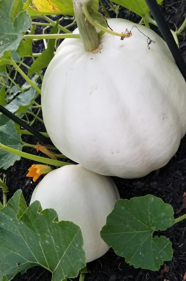 Casper White Pumpkin Seeds - For 2026 Planting Heirloom Fall Garden ...