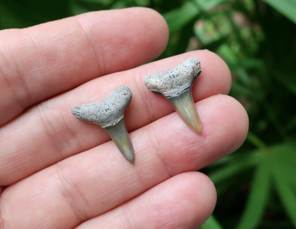 Lemon Shark (Negaprion) Fossil Teeth Bone Valley Florida | eBay