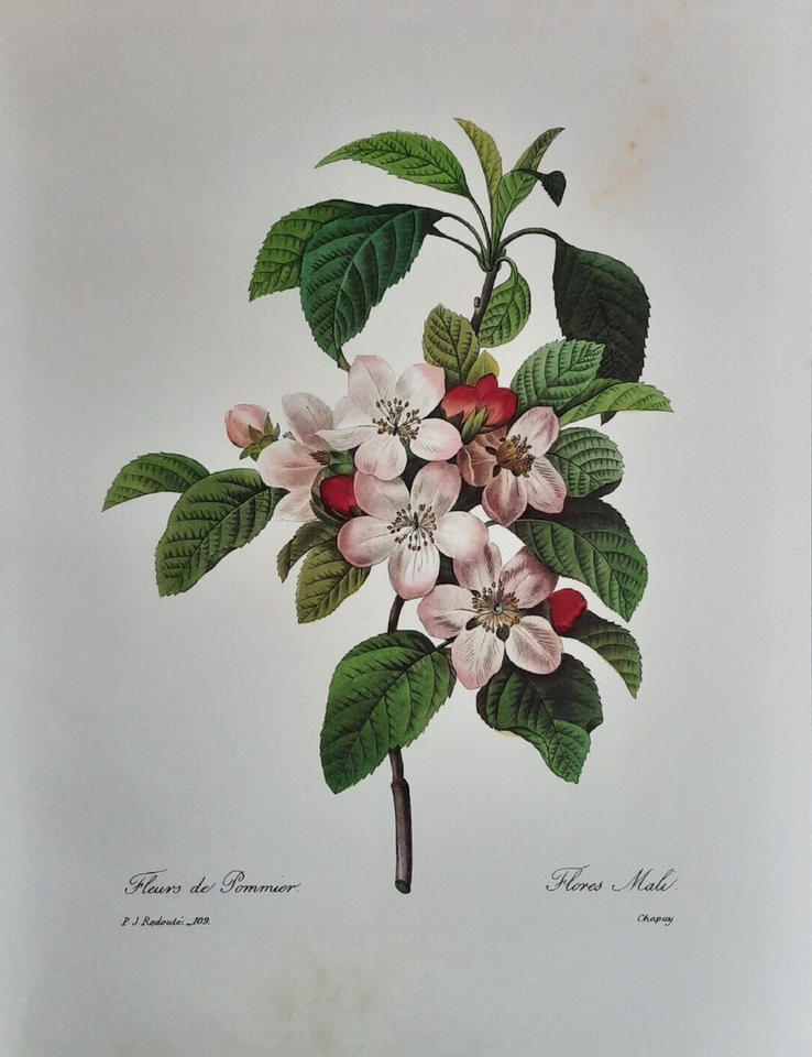 Pierre Joseph Redoute Botanical Flowers FLORES MALI Art Print Plate 109 ...