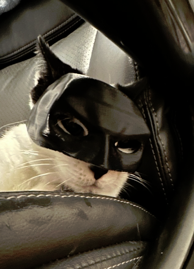 BAT CAT Avengers Batman Cat Mask Pet Cosplay Costume, Tik Tok | eBay