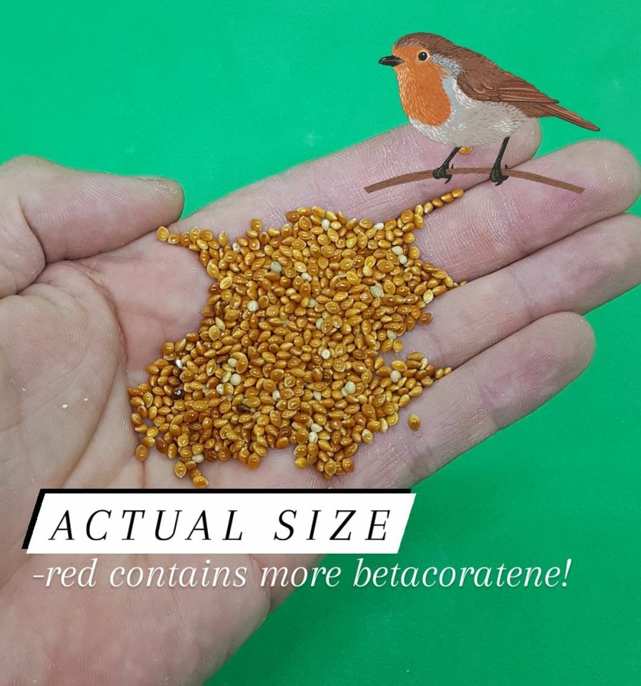 RED & WHITE Proso Millet Seed Wild Bird Food Raw & Recleaned! ***Choose ...