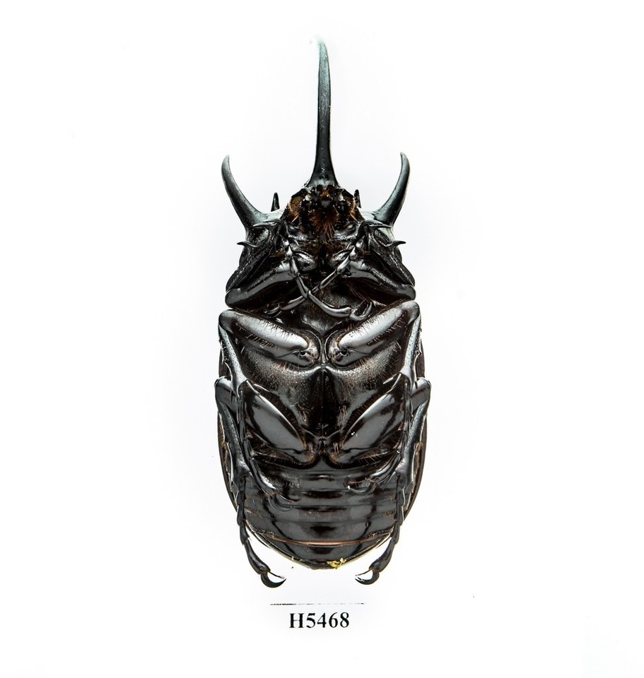 BEETLE,INSECT-H5468. Dynastinae:Eupatorus gracilicornis gracilicorn ...