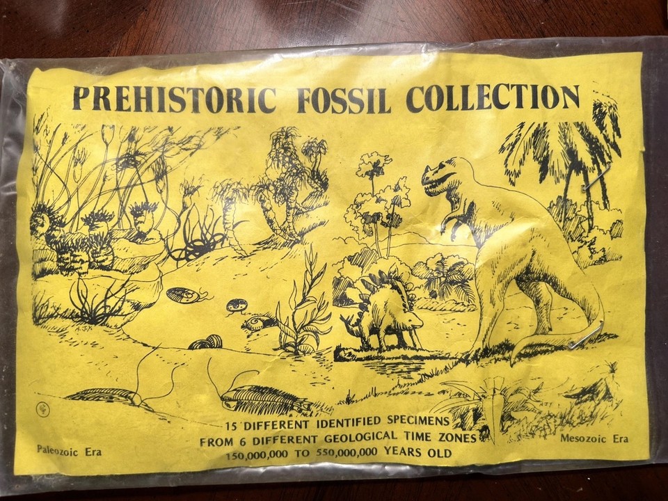 Vtg 15 Prehistoric Fossil Specimens Collection From Paleozoic To ...