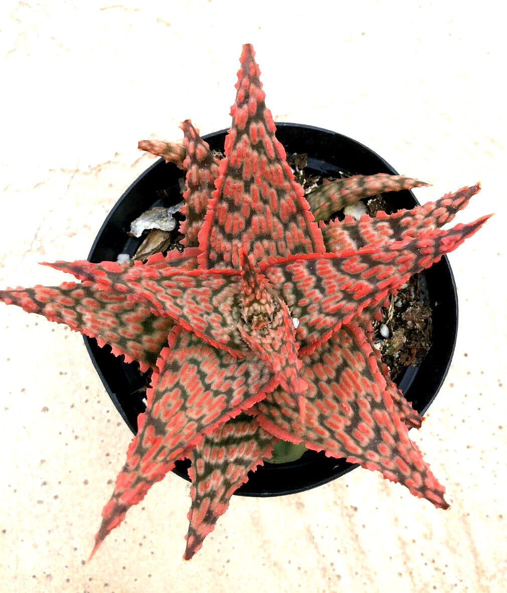 Aloe, 'Firecracker', Comes in a 3.5" Pot | eBay