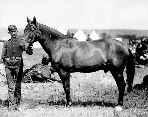 1876 LONE SURVIVOR OF CUSTER'S LAST STAND "Comanche" PHOTO (184-F) | eBay