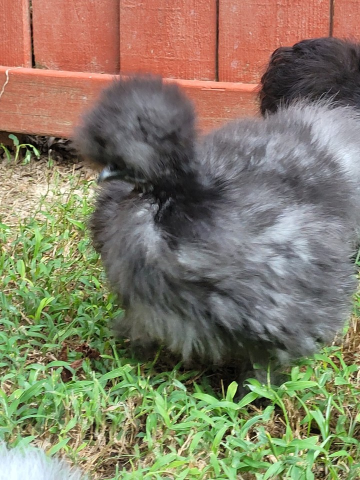 Silkie Chicken Eggs 12 Hens Choice In WHITE, RED PYLE, CHOC, PAINT ...