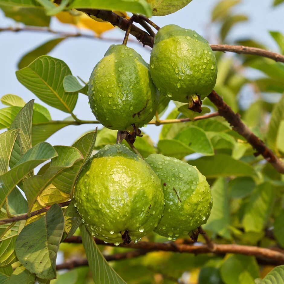 Pink Guava Tree Live Plant - Psidium Guajava Plant - Sweet Guava Plant ...