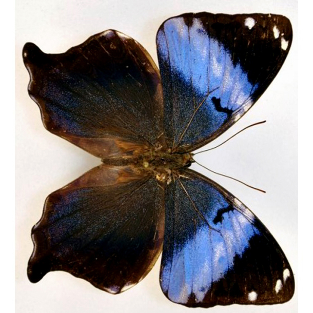 Nymphalidae - Butterfly - Prothoe franck uniformis (m) - Malaysia ...