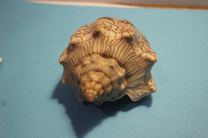 Rare, HTF, Old Sea Shells Voluta ebraea 130mm long 76mm wide | eBay