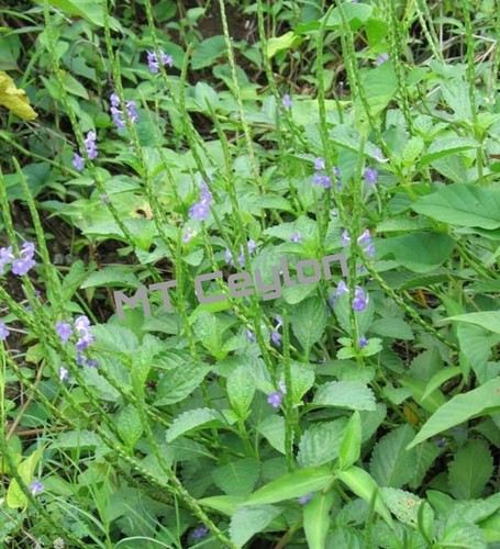 Blue Porterweed Stachytarpheta Jamaicensis 250g Humming Bird Butterfly ...