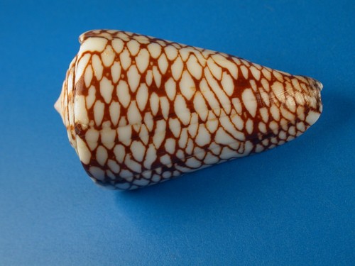 Conus marchionatus, Striking Pattern, Large, 52.7mm, Marquesas Shell | eBay