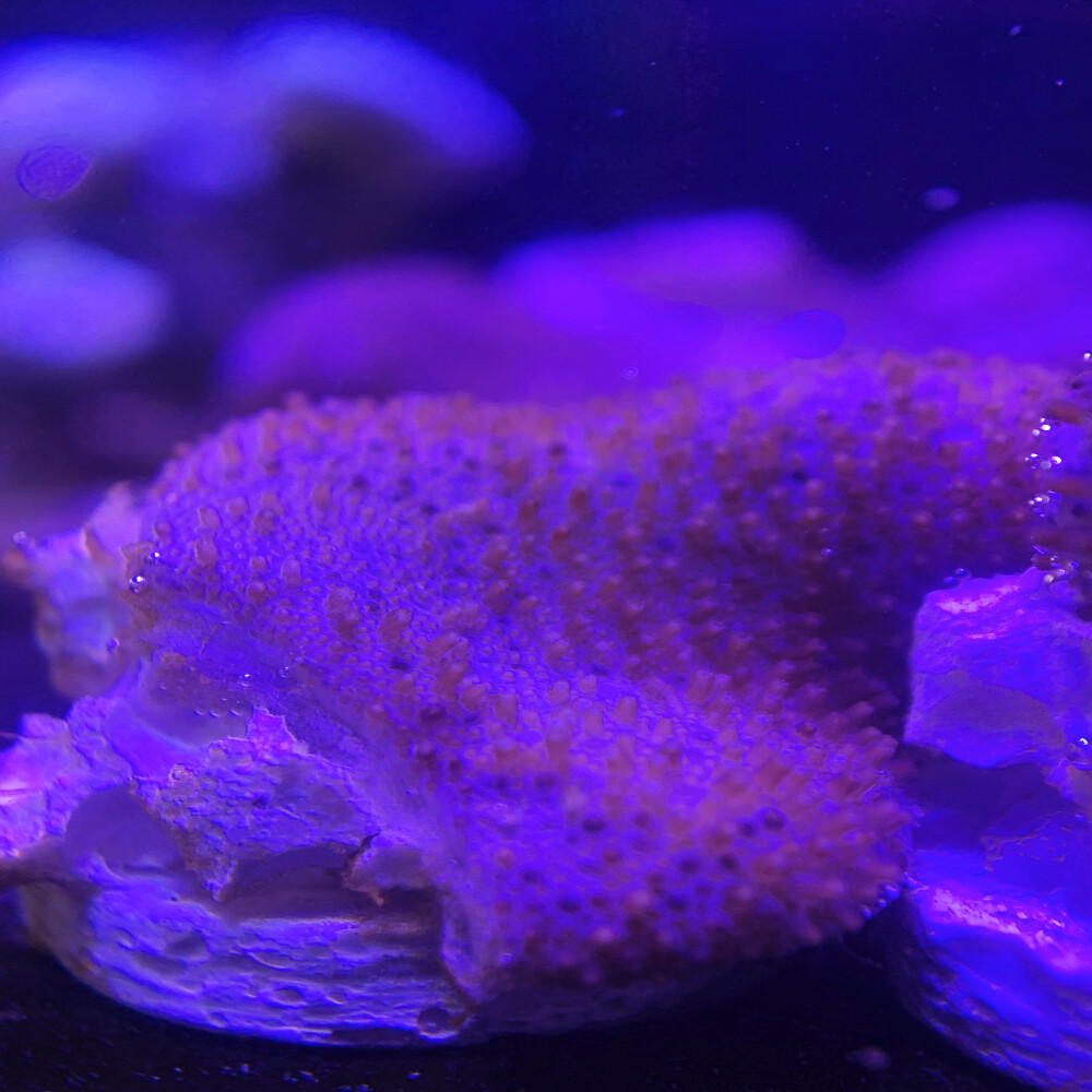 Toadstool - 'Devils hand'- Coral Frag - | Grelly UK