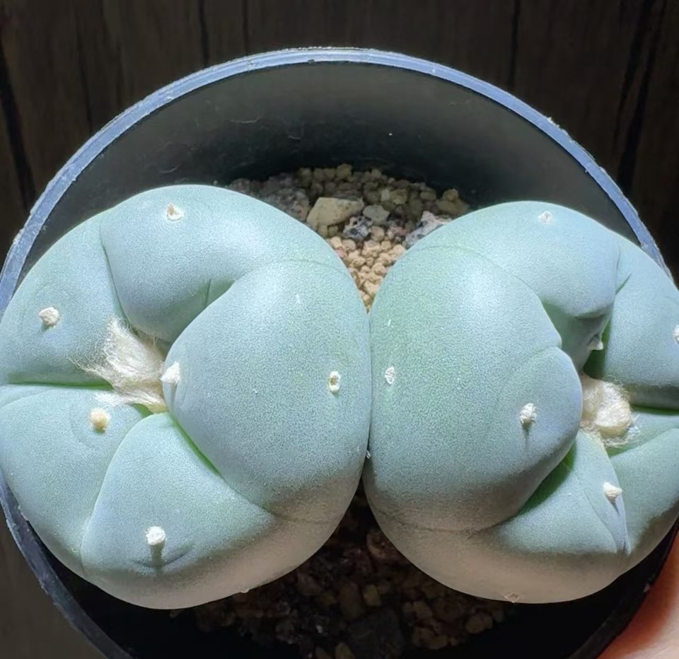 8.9cm Double headed Plant Cactus LW OwnRoot WYSIWYG Boutique Garden ...
