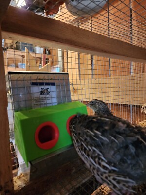 7.5 inch Chick And Quail J Feeder Adapter | eBay