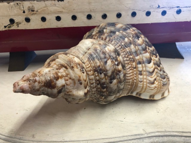 LG TRITON TRUMPET CONCH Sea Shell ~ Caribbean Island of French St ...