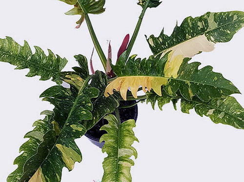 VARIEGATED PHILODENDRON RING OF FIRE PLANT Multi Colored Aroid ...