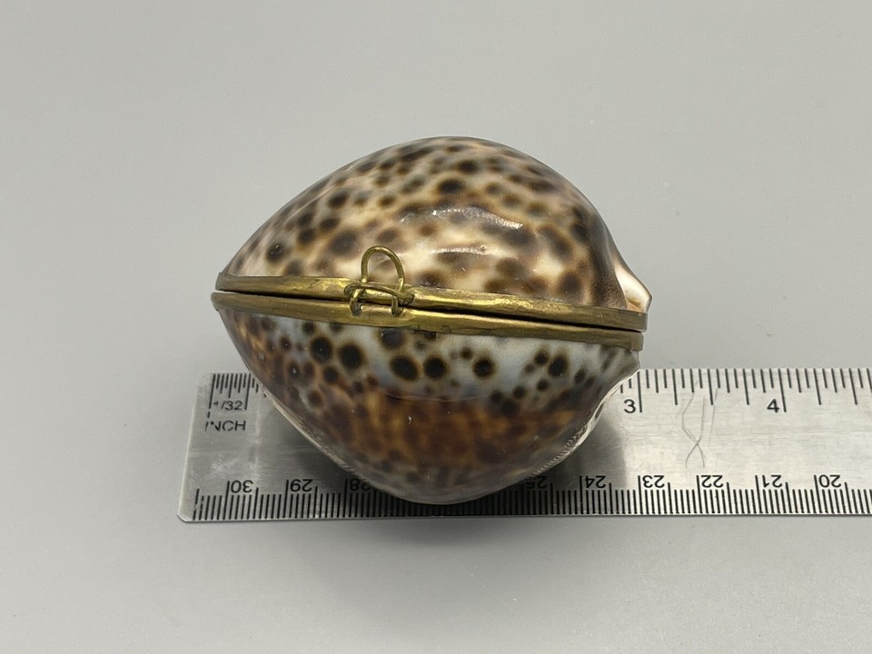 VTG Brass Hinged Tiger Cowrie Shell Jewelry Trinket Box, Seashell Coin ...