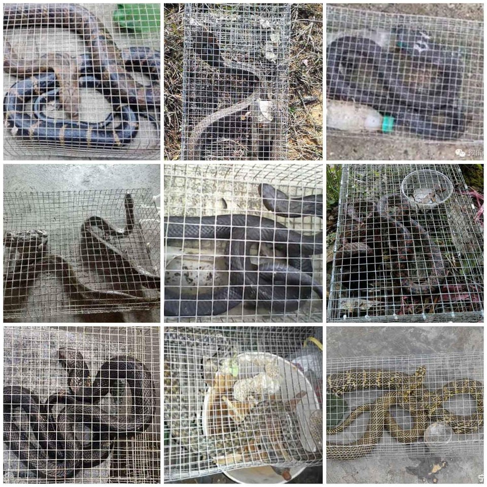 AmazingTraps The Amazing Humane Snake Trap - Catches and Release All ...
