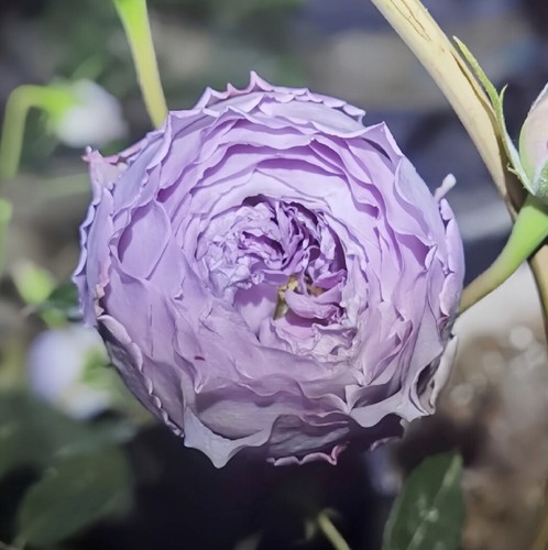 JAPANESE ROSE LAPIS LAZULIBARE ROOT GARDEN ROSE,PERNNIAL PLANTS | eBay UK
