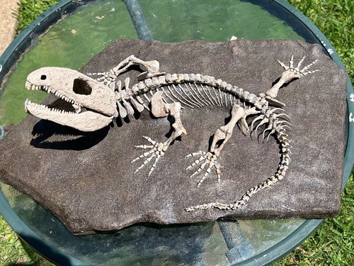 Labidosaurus Permian Reptile Skeleton Fossil Oklahoma Dinosaur Bones ...