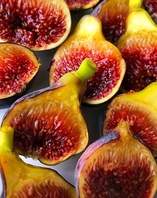 Fignomenal Fig (Ficus carica) LOWEST PRICE ON THE INTERNET- Edible ...