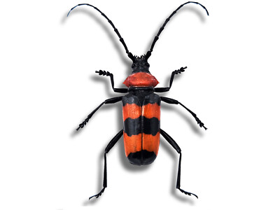 Beautiful Red Stripe Paveia superba Long Horn Beetle Insect Bug ...