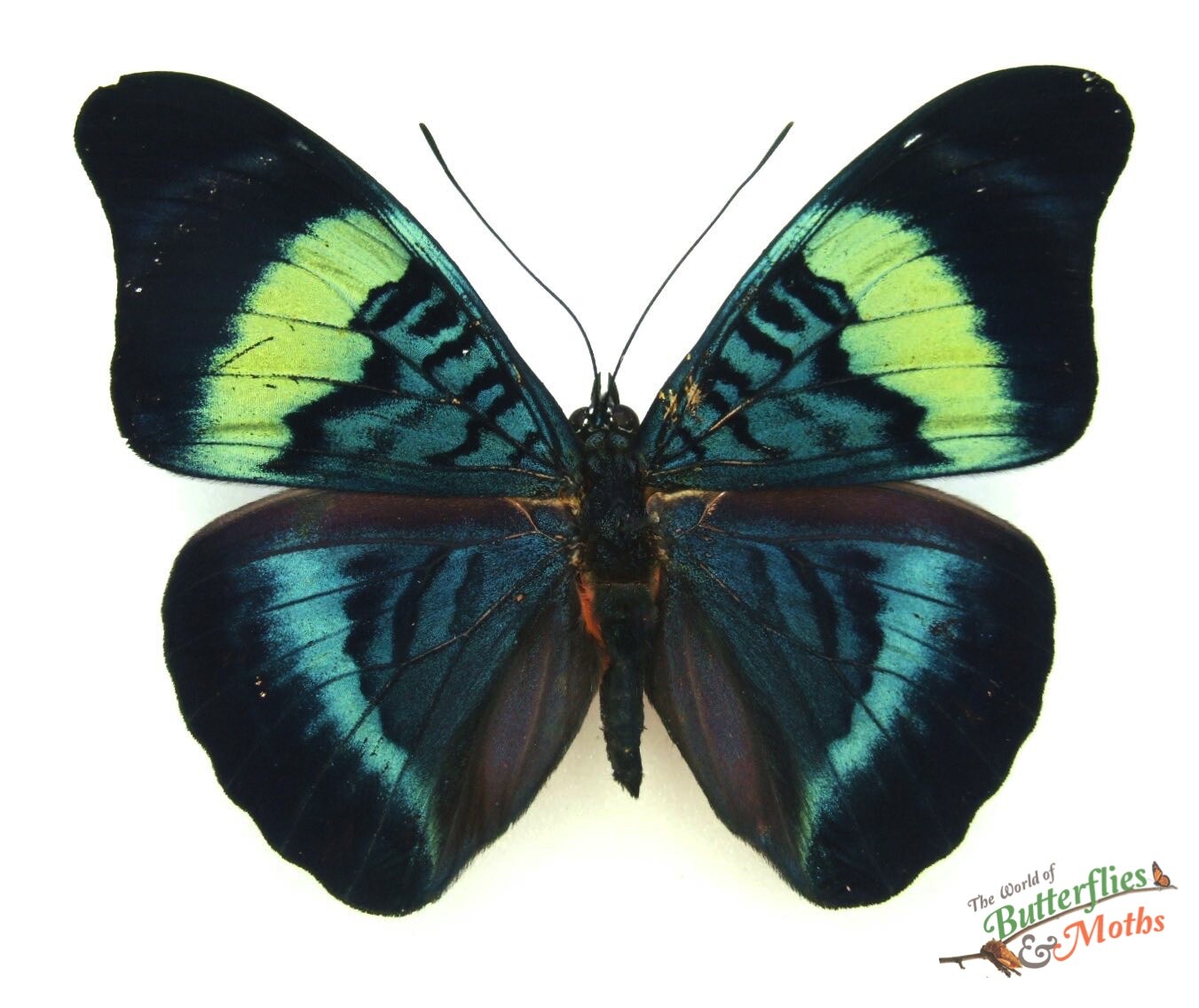 Rouge Flash Papillons Panacea Prola Ensemble Verso x1 A1- Insect ...