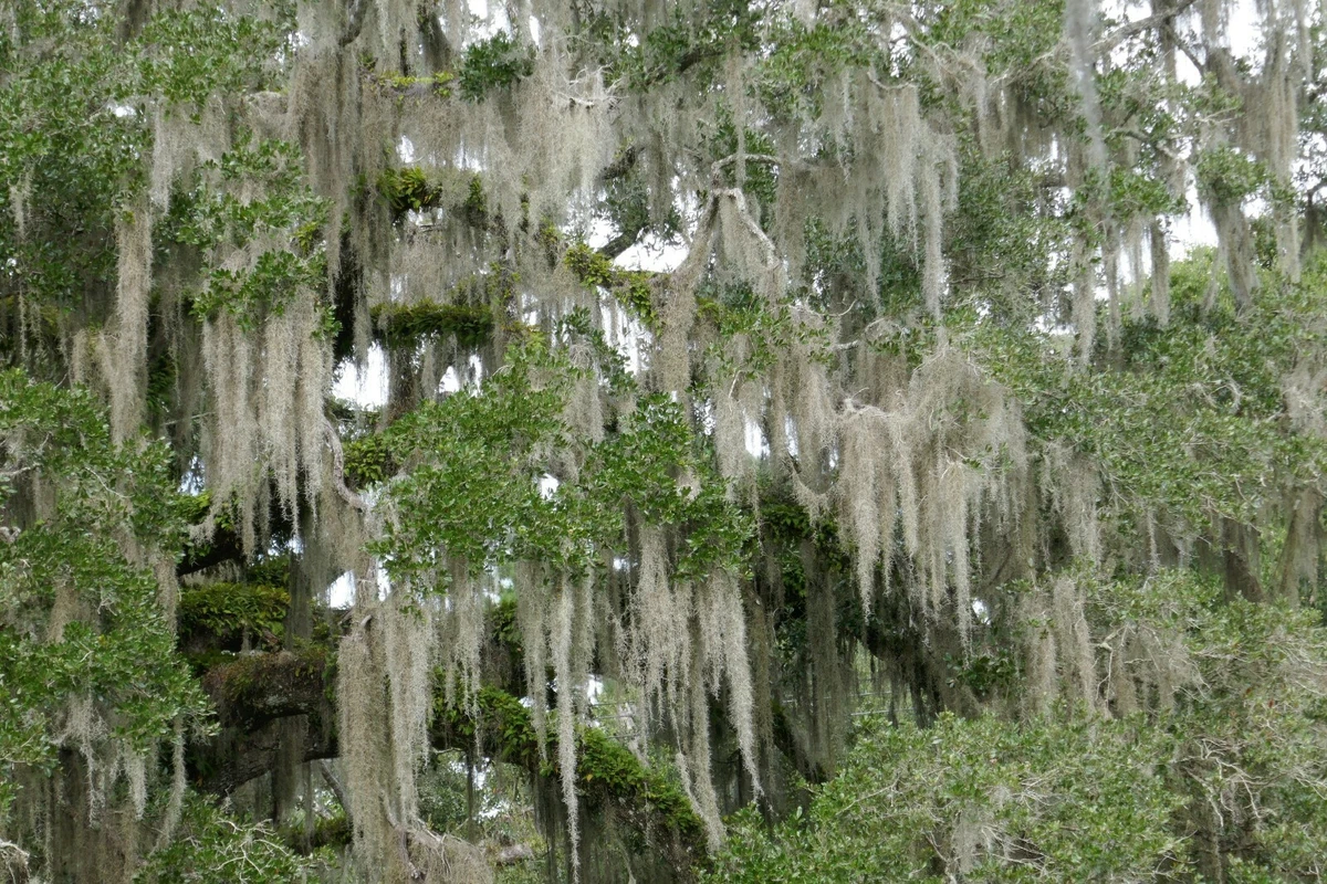 Spanish Moss Plant