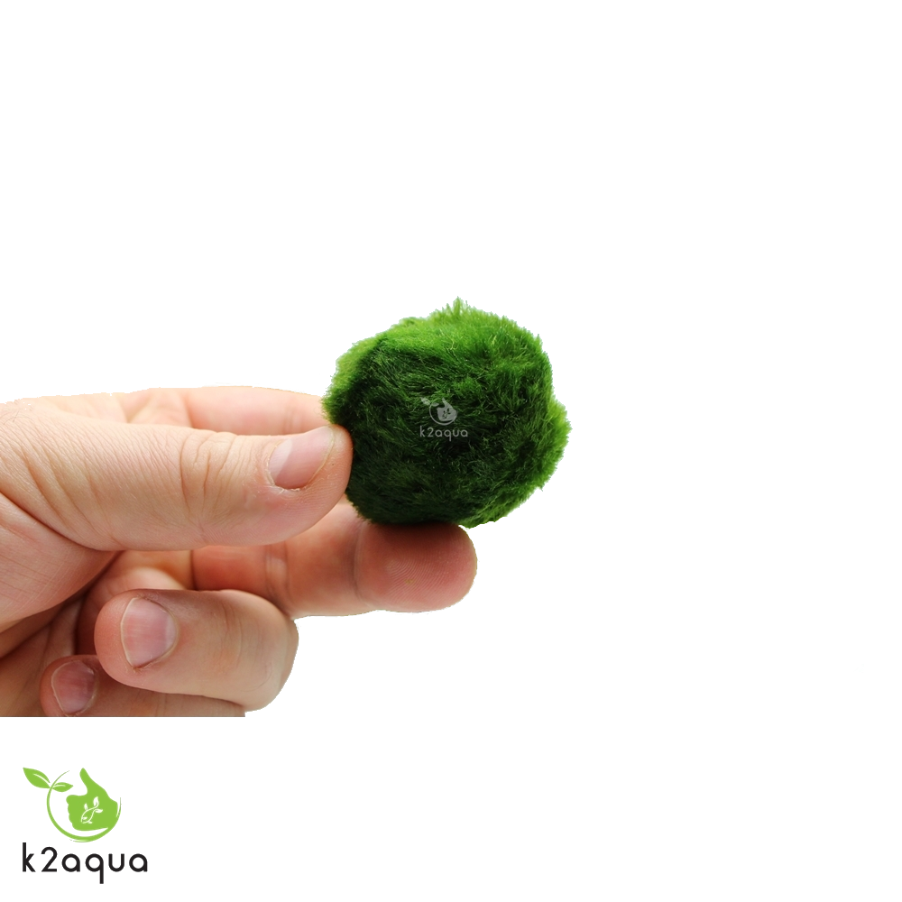 ALL sizes MARIMO MOSS BALLS Cladophora live aquarium plant shrimp nano ...