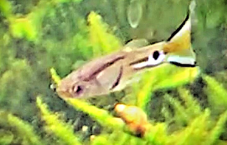 PK Endlers Fancy Guppy/Endlers Hybrids - CHOOSE OPTIONS | eBay
