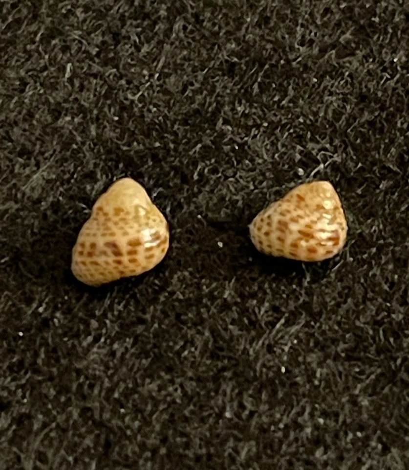 2 Homalopoma verruca Gould each 4 mm Hawaii, USA | eBay