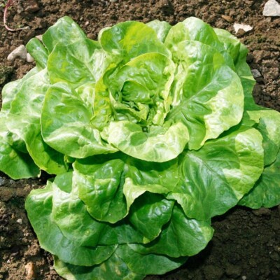Bibb Lettuce Seeds | Butterhead Type | Heirloom / Non-GMO | Free Ship ...
