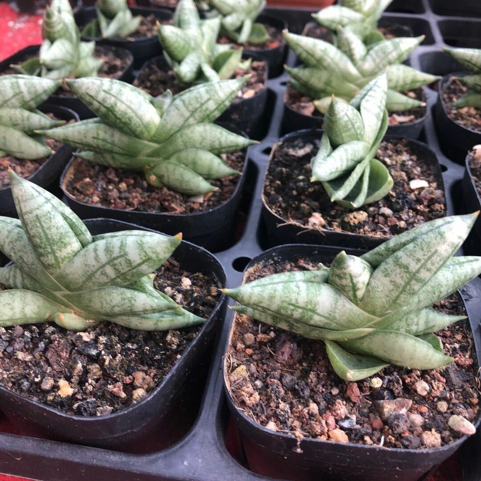 5CM Succulent Cactus Plant Sansevieria Cylindrica Boncel Mini Home ...