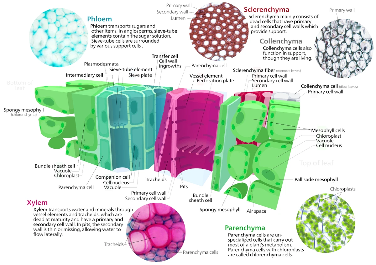 Green Leaf Cell Diagram