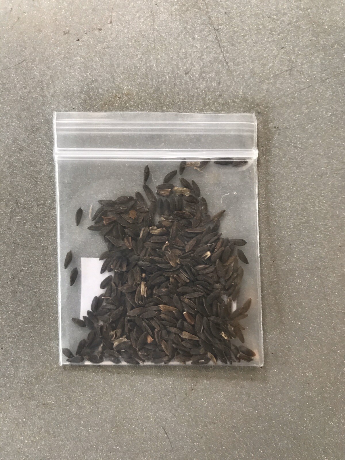 400 Celtuce Seeds Chinese Stem Lettuce 莴苣 Asian Home Garden Vegetables ...