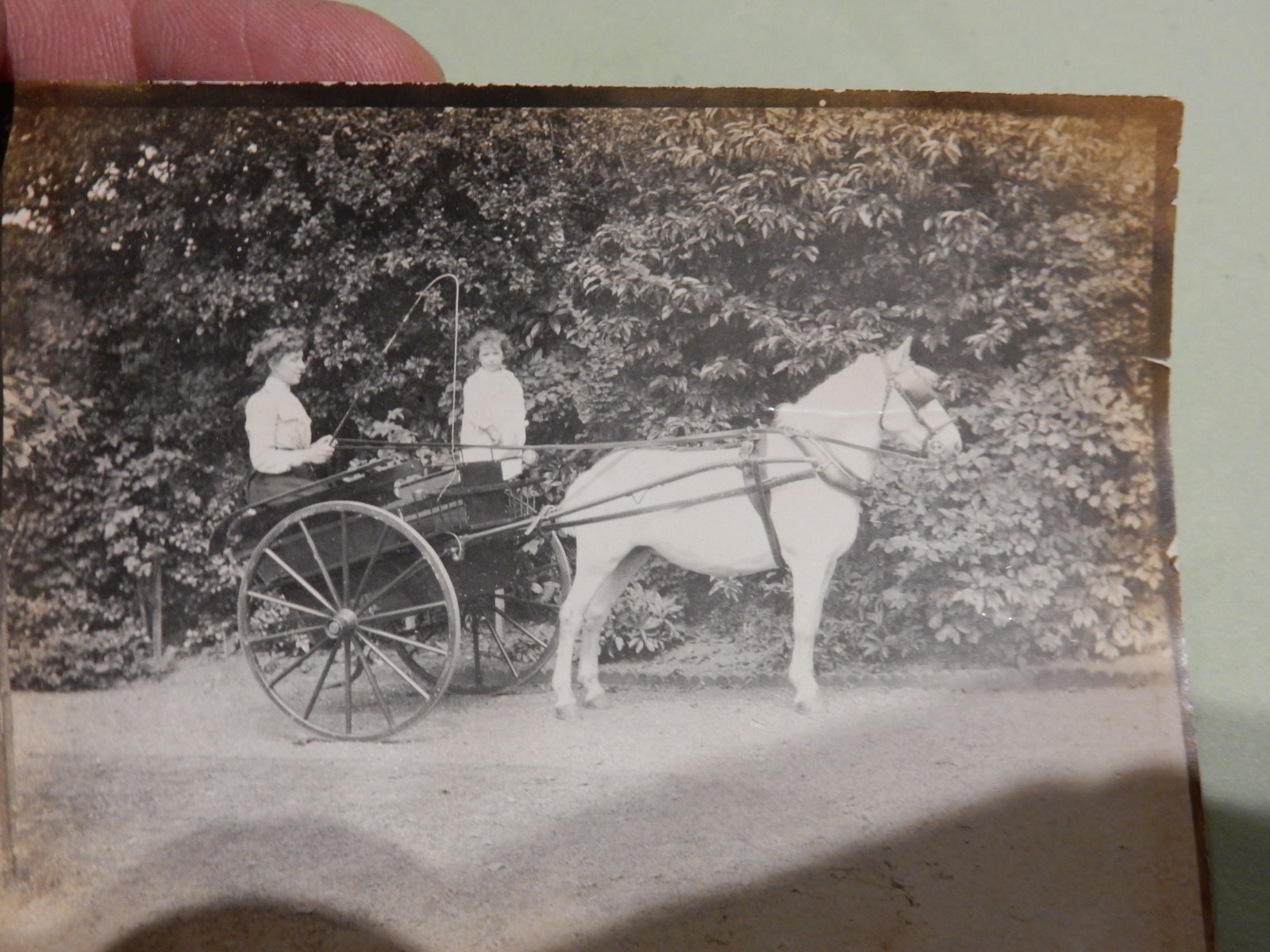 ENGLISH GIG PONY CART HORSE EQUESTRIAN PHOTOGRAPH 10 X 7 CM SEPIA 1905 ...