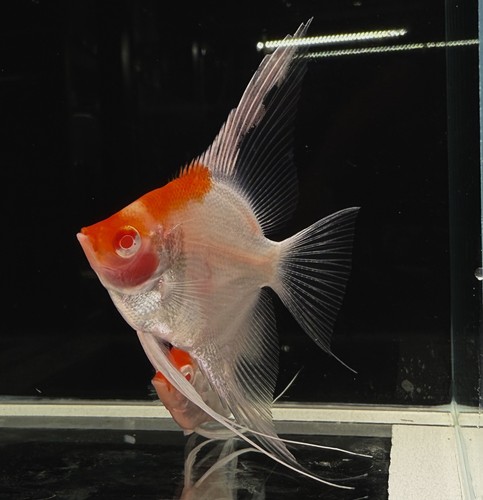 Pack Of 3 - LIVE Aquarium longfin Leopard Angelfish - 1.5 to 2 inch ...