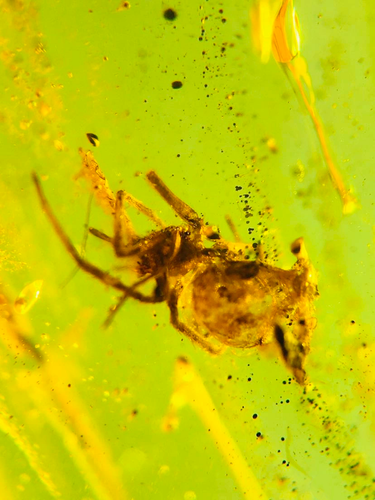 Burmese burmite Cretaceous Spiders insect fossil amber Myanmar | eBay