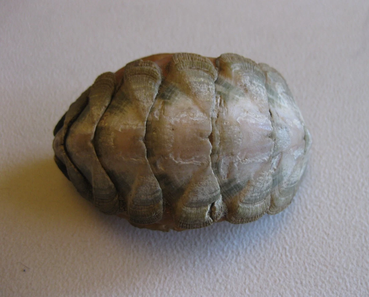 Chiton Shell