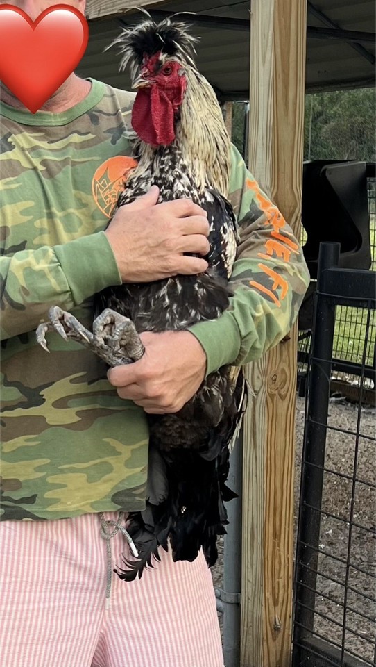 5+ Rare Sanjak Longcrower Chicken 💛 Hatching Eggs 🥚 Large Breed Unique ...